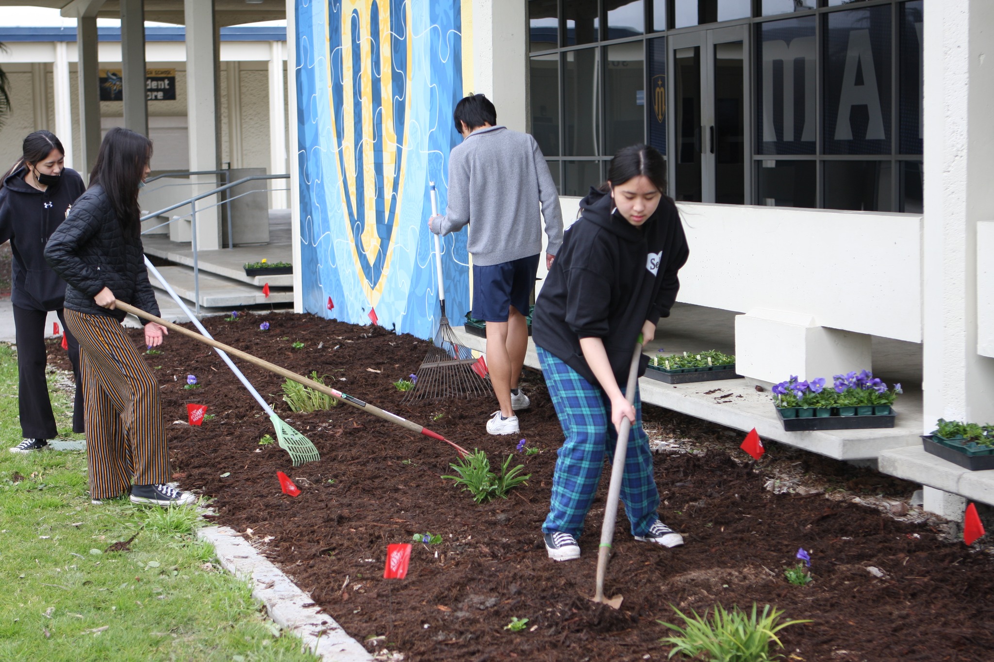 Marina High’s Helping Hands club welcomes spring with a beautification ...
